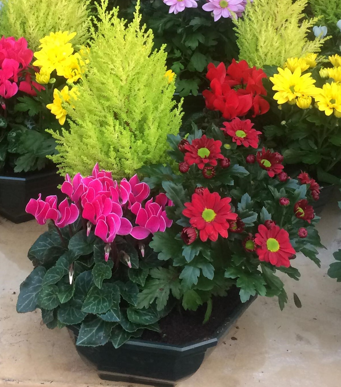 APAJH Pays Basque Sud Landes